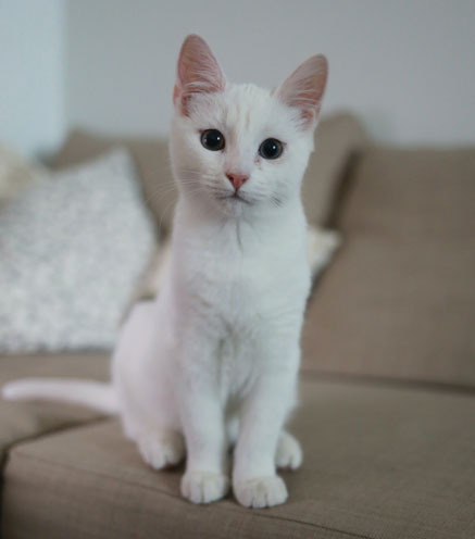 Adopta un michi > inicio